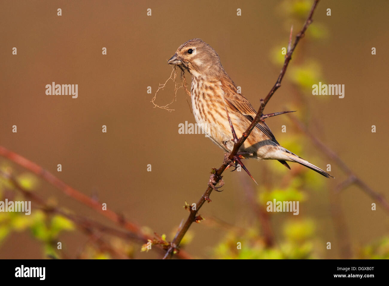 Female linnet hi-res stock photography and images - Alamy