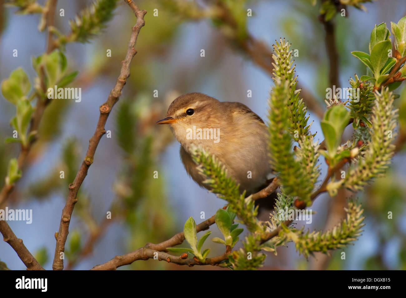 Willow Warbler (Phylloscopus trochilus), Texel, The Netherlands, Europe ...