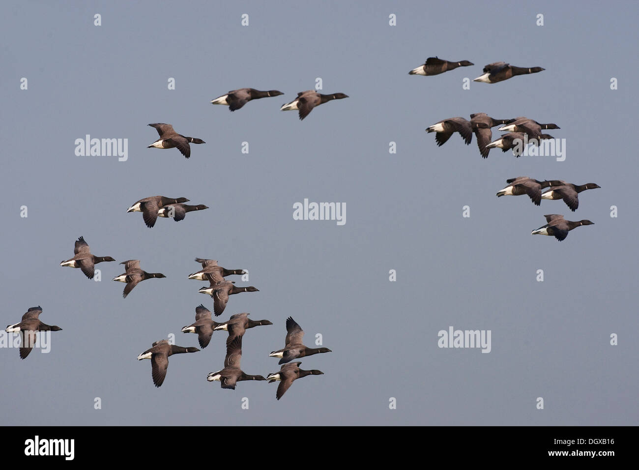 Brant or Brent Goose (Branta bernicla) in flight, Texel, The ...