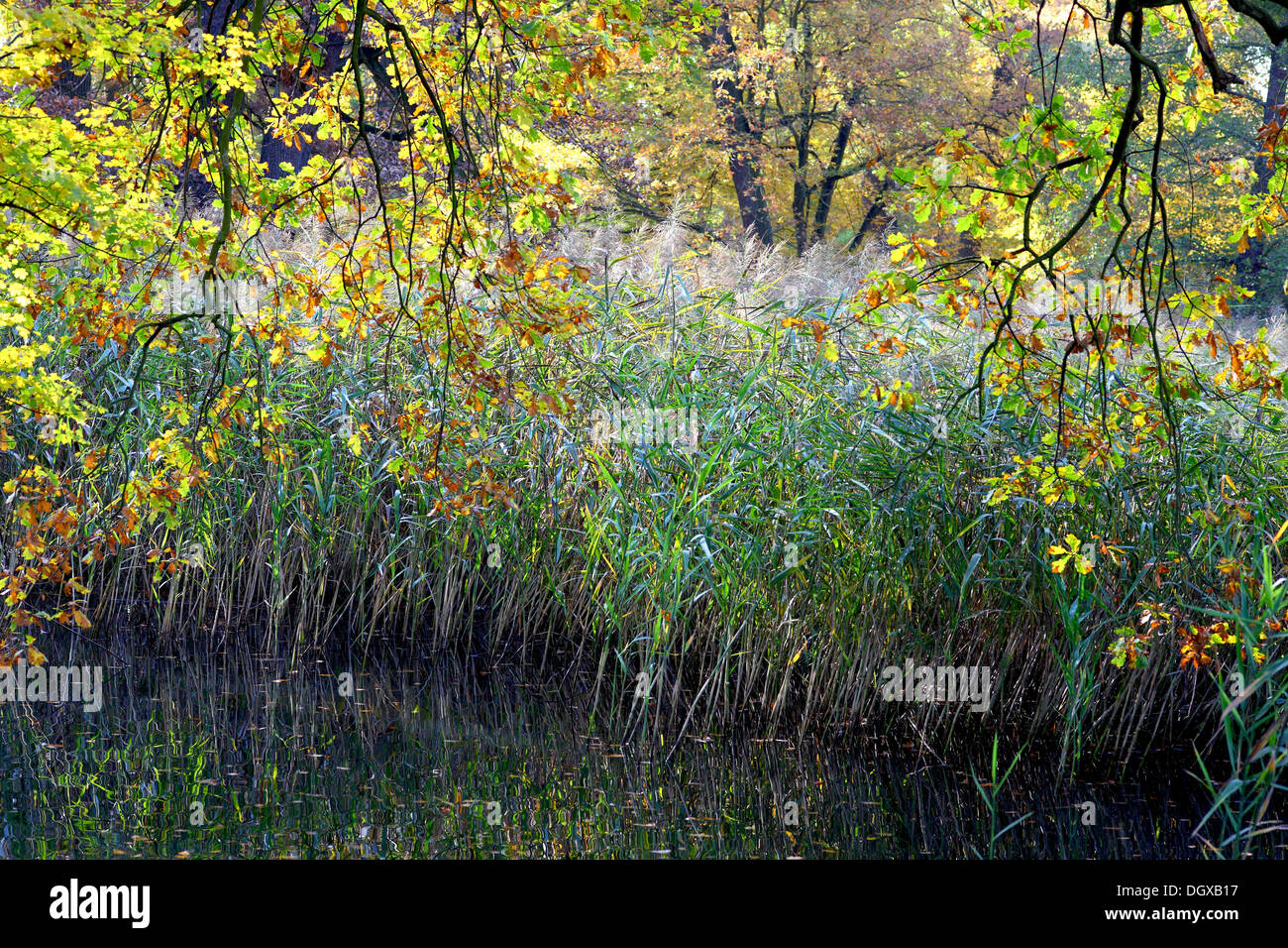 Quiet still water reeds and autumn colors Stock Photo - Alamy