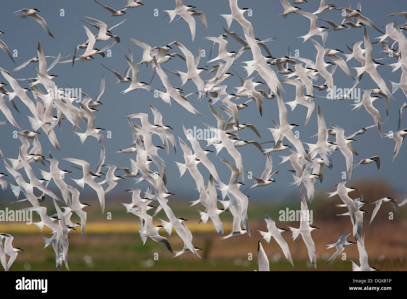 Sandwich Terns (Sterna sandvicensis) in flight, Texel, The Netherlands ...