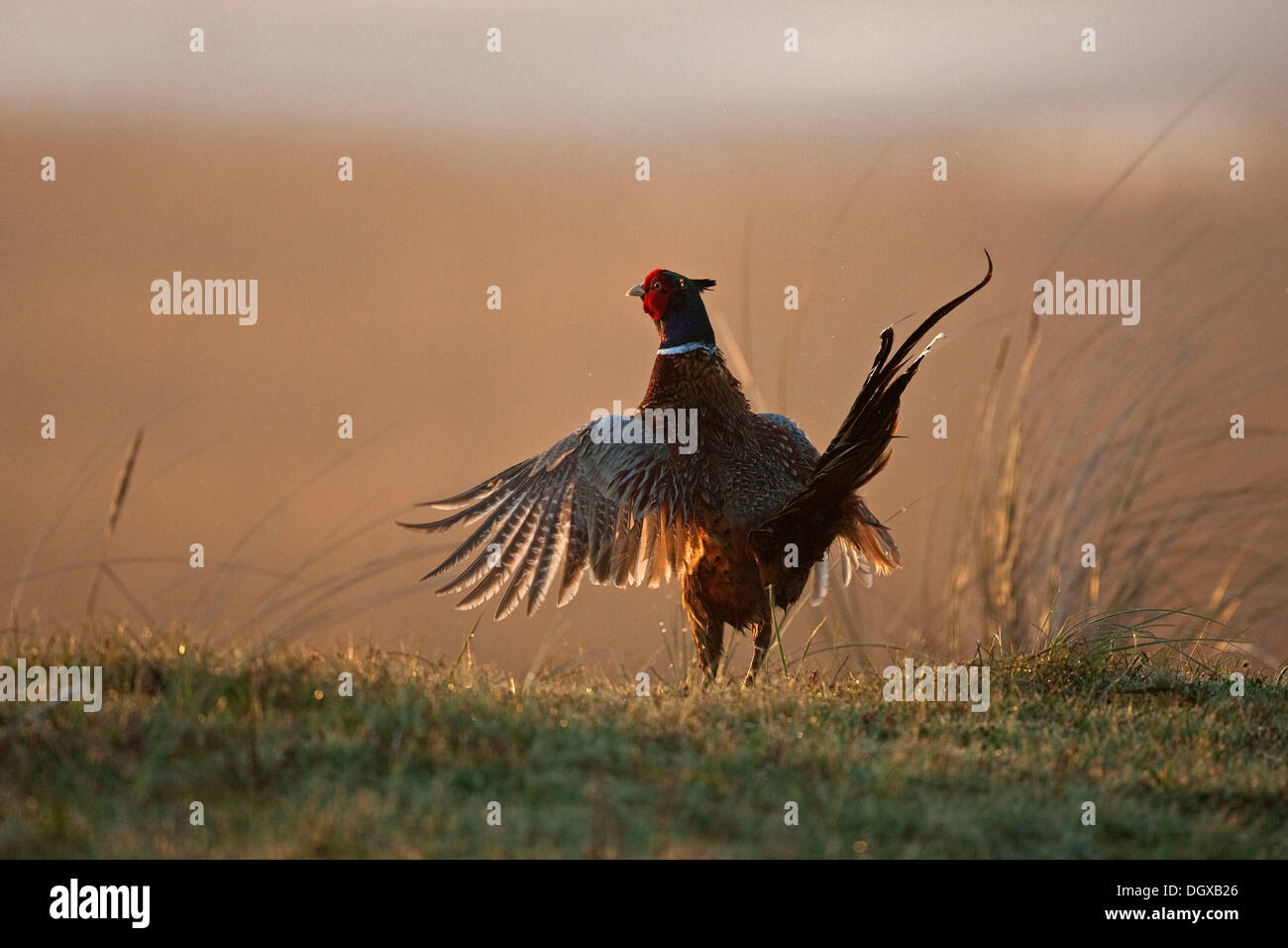 Pheasant (Phasianus colchicus), Texel, The Netherlands, Europe Stock ...