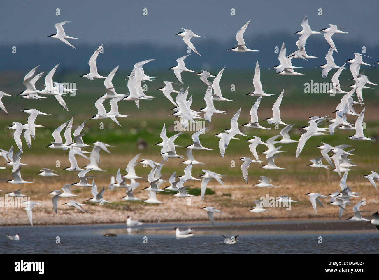Sandwich Terns (Sterna sandvicensis) in flight, Texel, The Netherlands ...