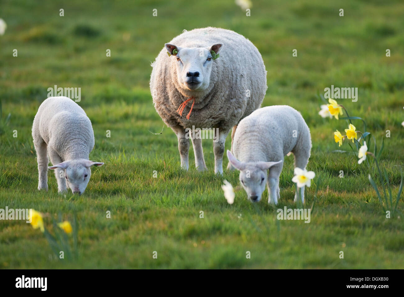 Domestic sheep (Ovis orientalis aries) with lambs, Texel, The ...