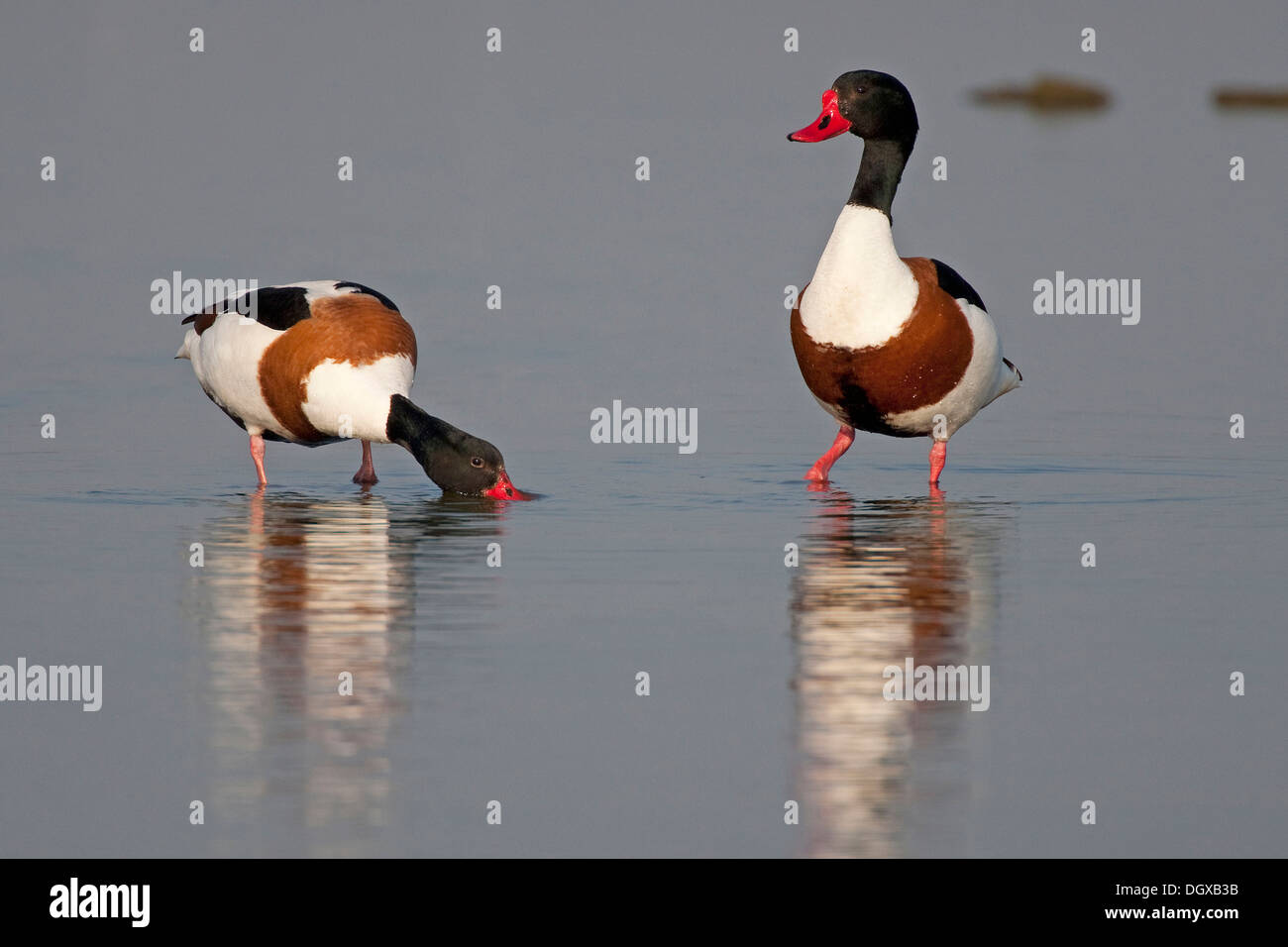 Common shelducks hi-res stock photography and images - Alamy