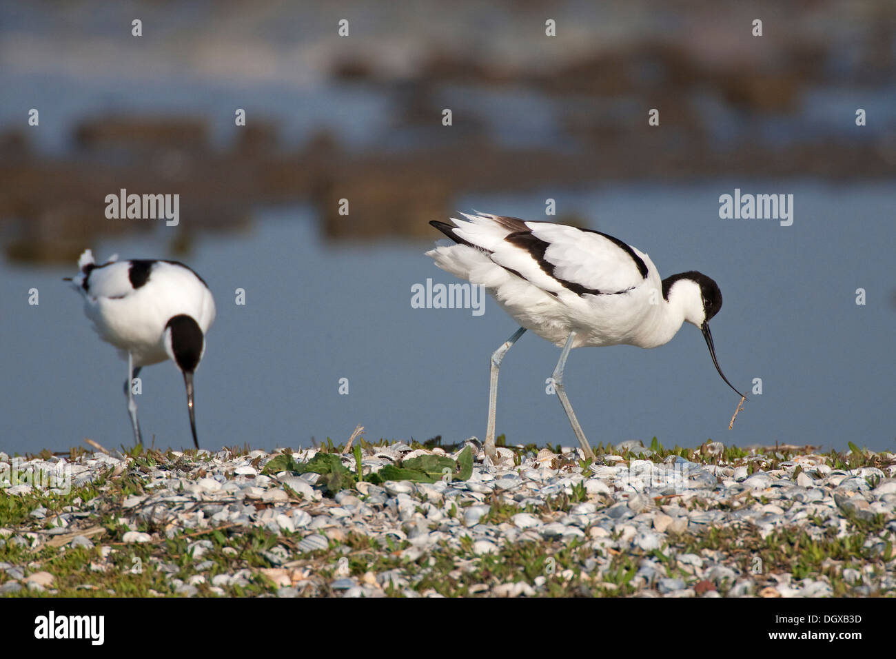 Lapwing male and female hi-res stock photography and images - Alamy