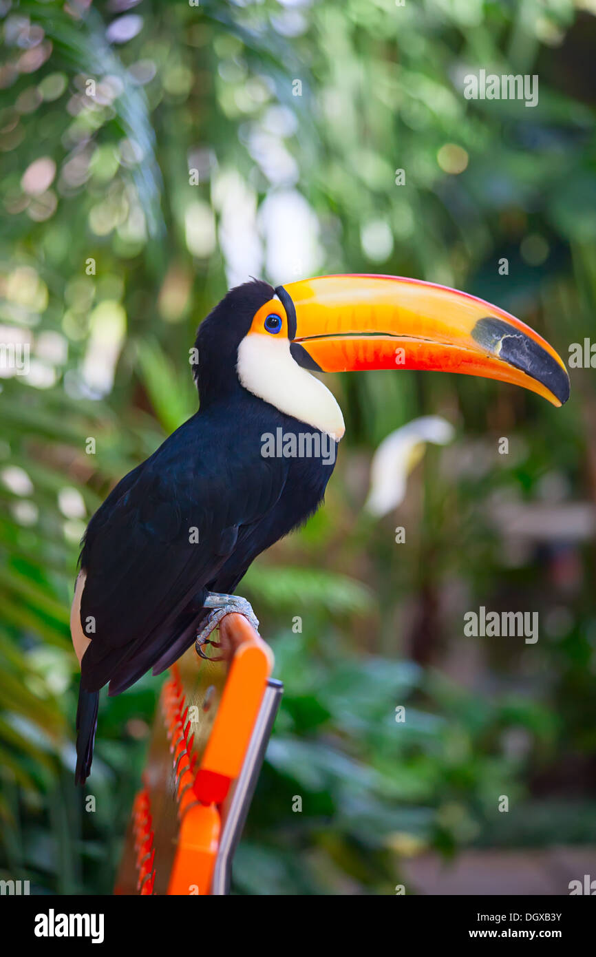 Colorful tucan in the aviary Stock Photo - Alamy