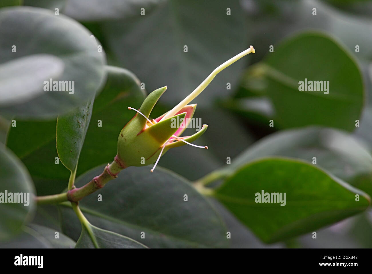 A mangrove Ceriops tagal growing in The Seychelles Stock Photo - Alamy