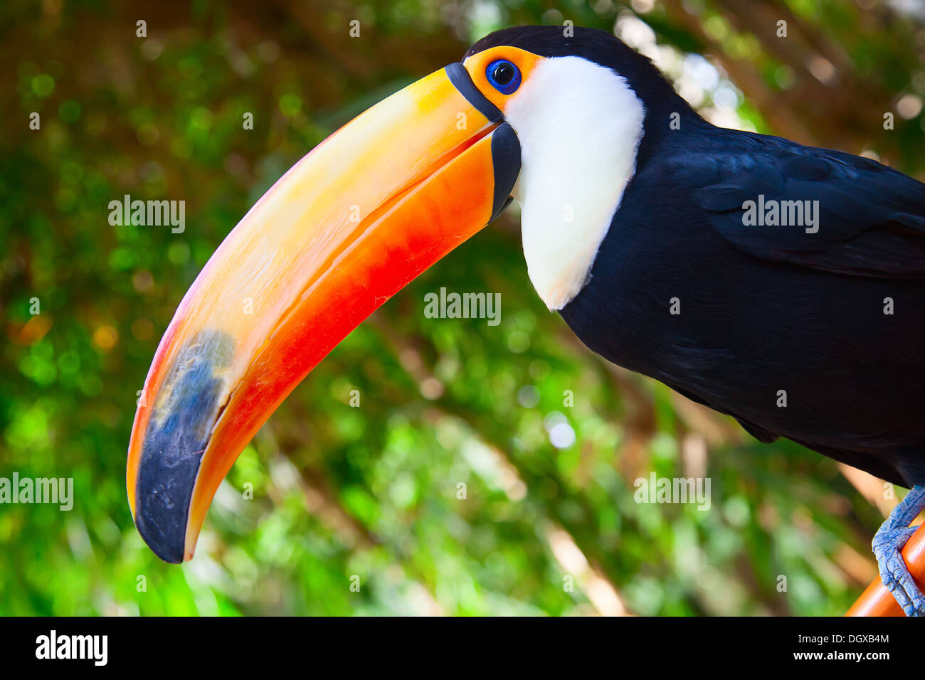 Colorful tucan in the aviary Stock Photo - Alamy