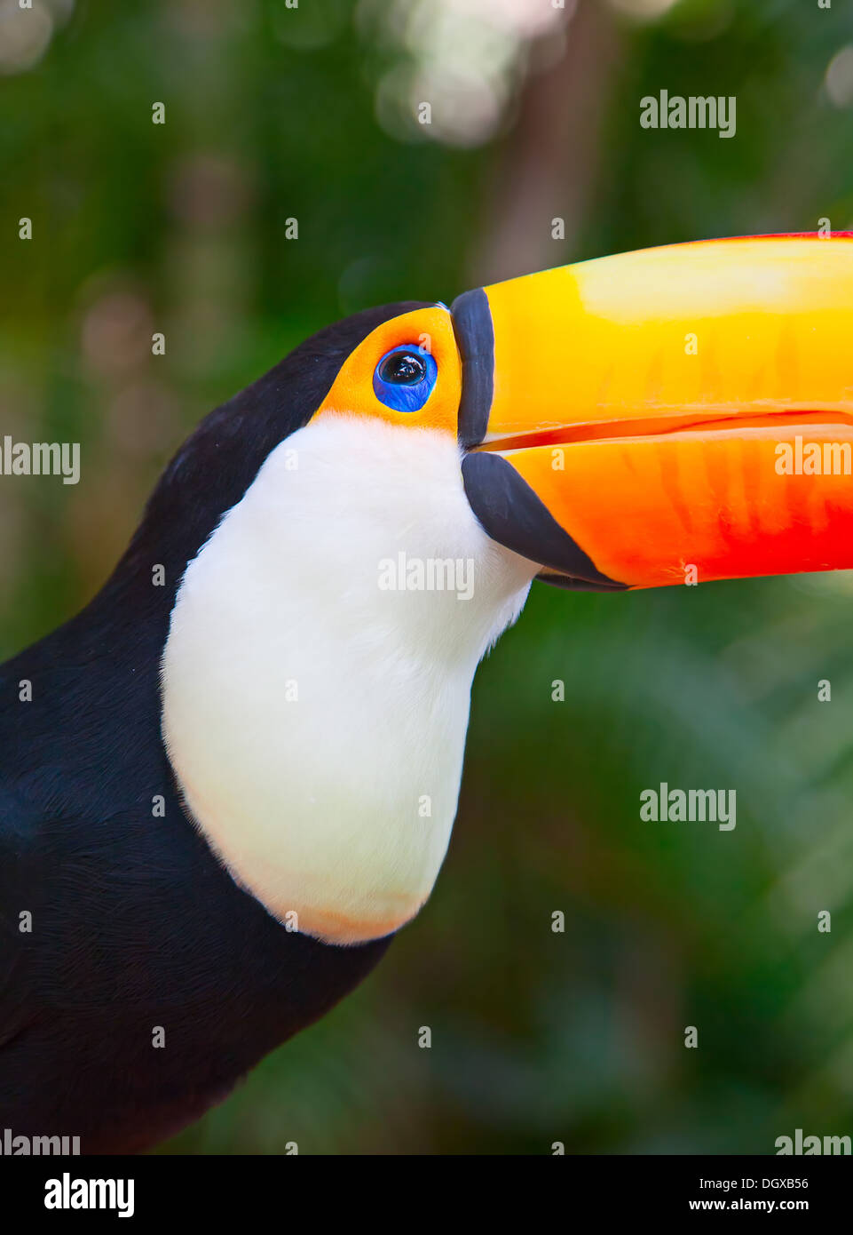 Colorful tucan in the aviary Stock Photo - Alamy