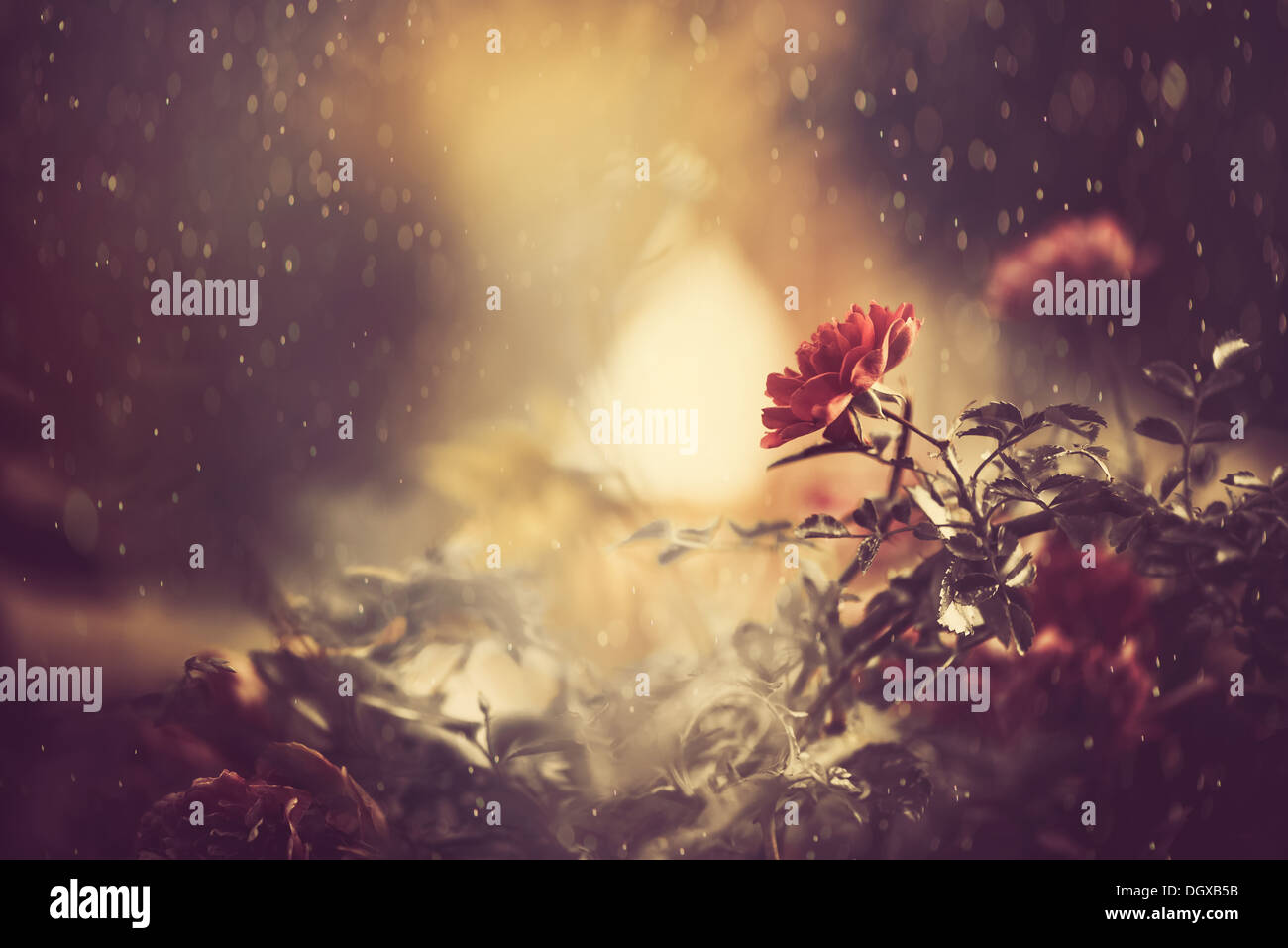 Under the leafs hi-res stock photography and images - Alamy