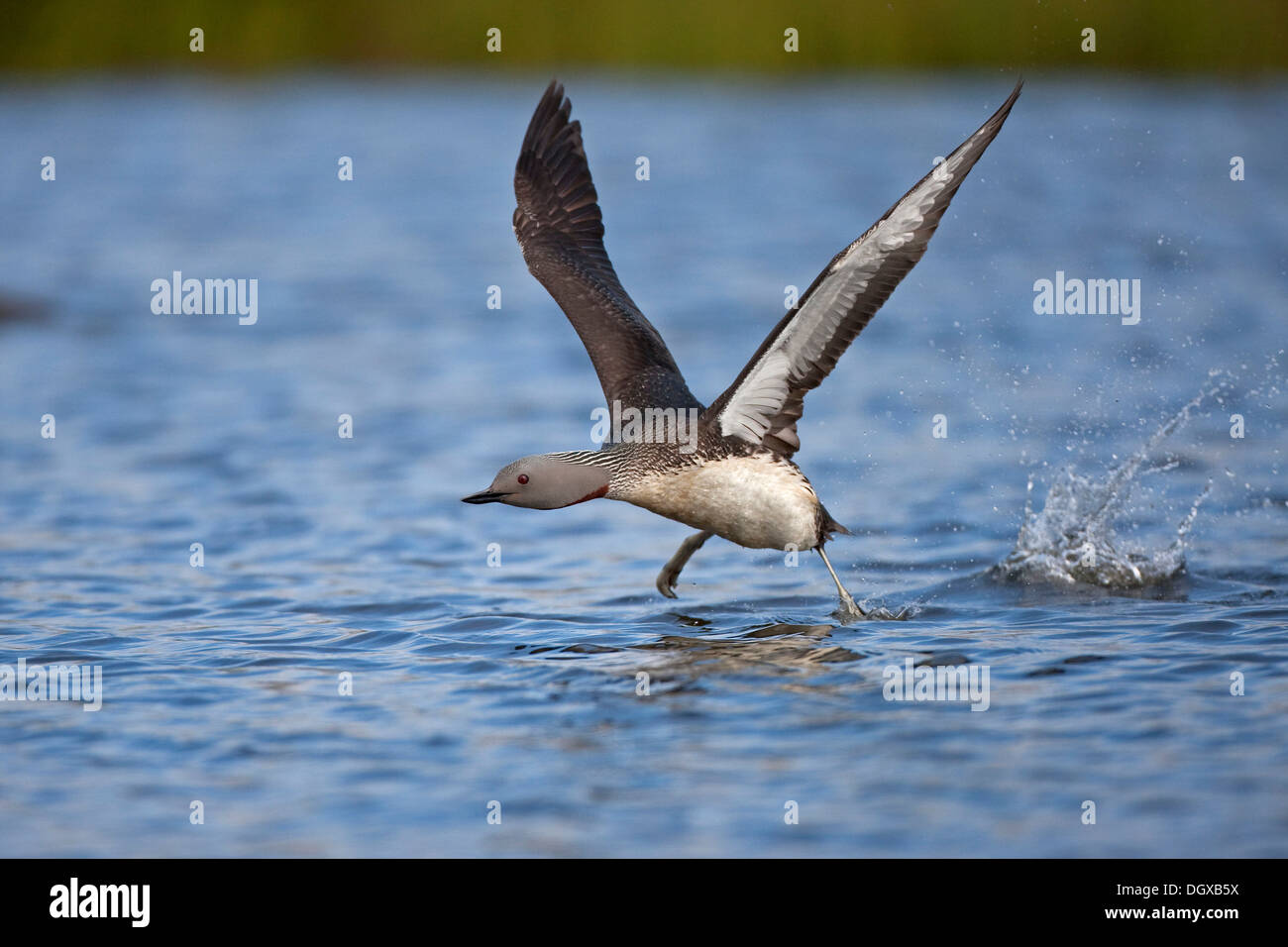 Red-throated loon or Red-throated diver (Gavia stellata), adult bird ...