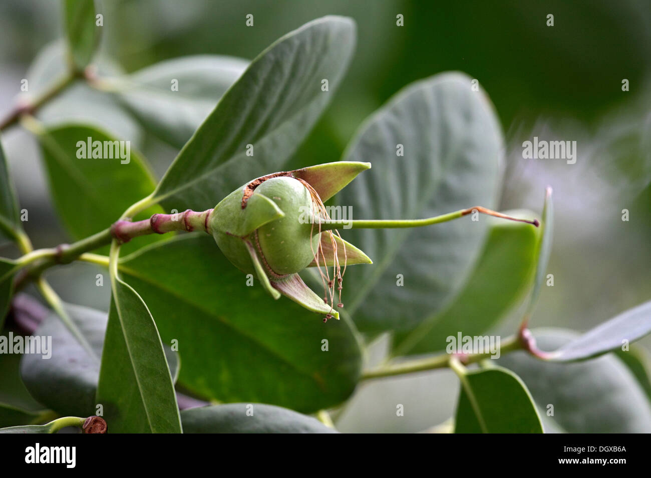 A mangrove Ceriops tagal growing in The Seychelles Stock Photo - Alamy