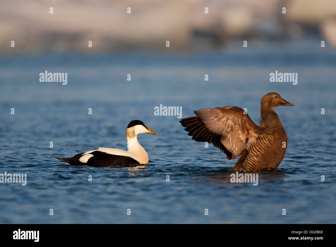 Common birds of iceland hi-res stock photography and images - Alamy