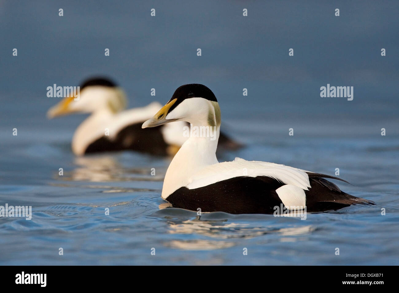 Common Eider (Somateria mollissima), male, Joekulsarlon, Iceland, Europe Stock Photo - Alamy