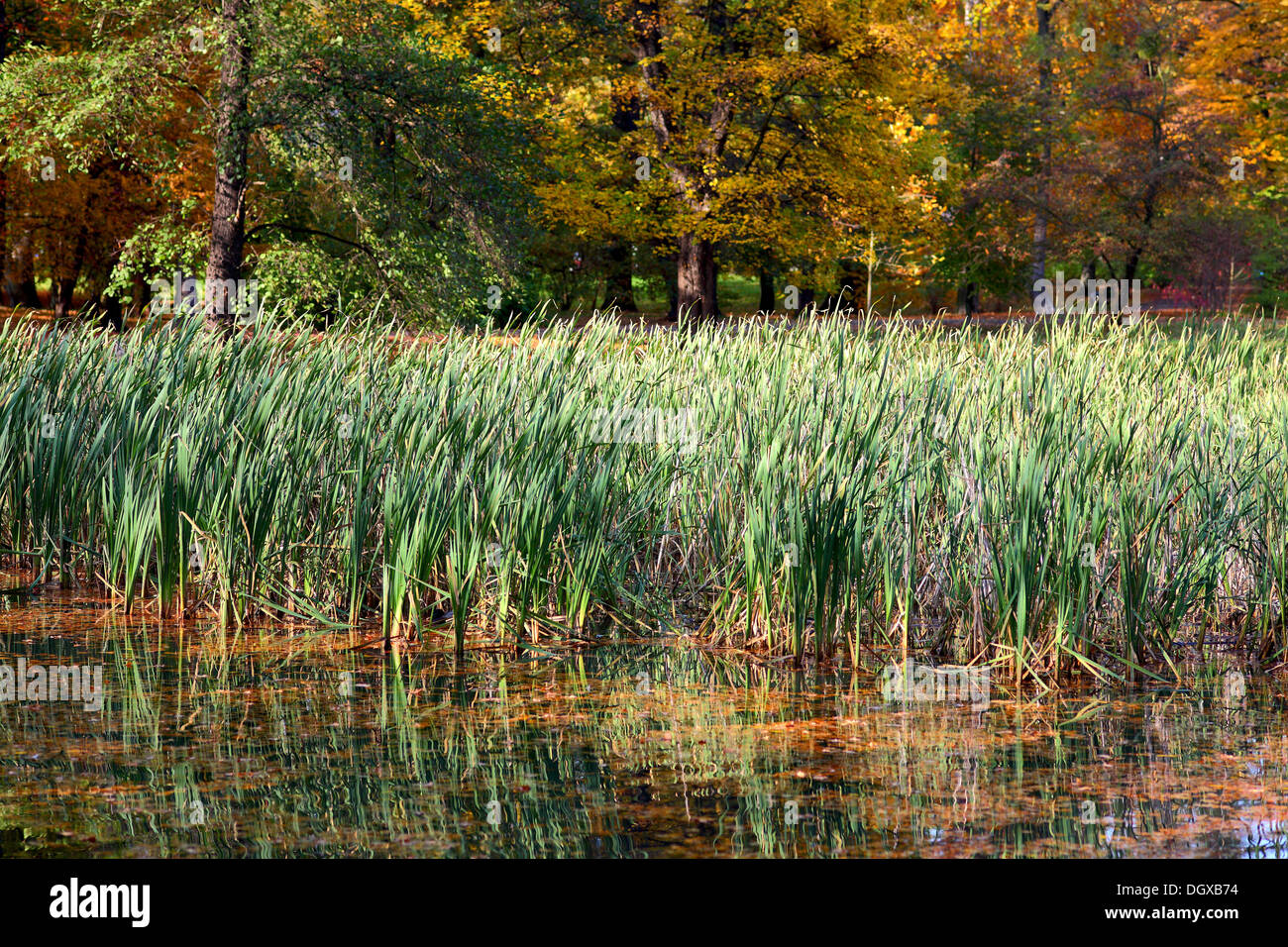 Water reeds hi-res stock photography and images - Alamy