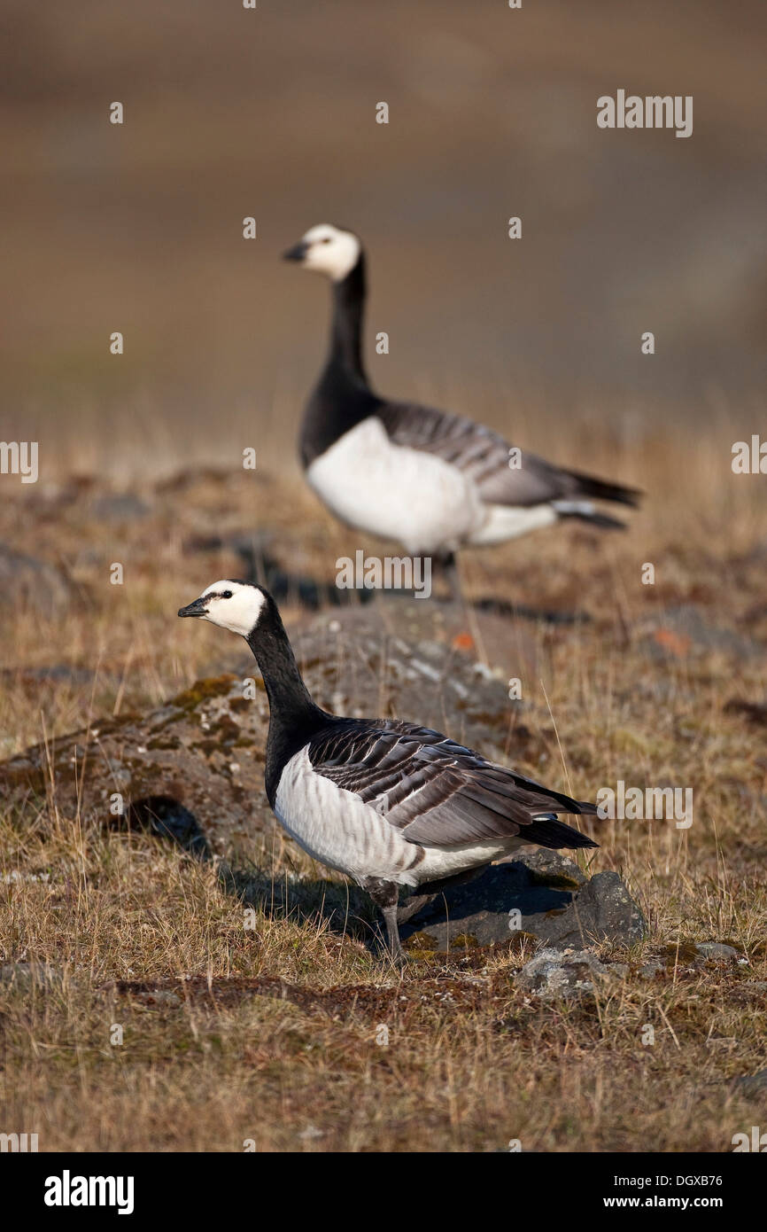 Barnacle geese hi-res stock photography and images - Alamy
