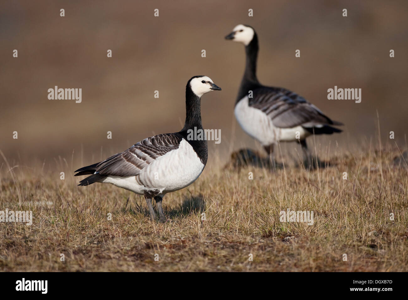 Barnacle Geese (Branta leucopsis), adult birds, Joekulsarlon, Iceland ...