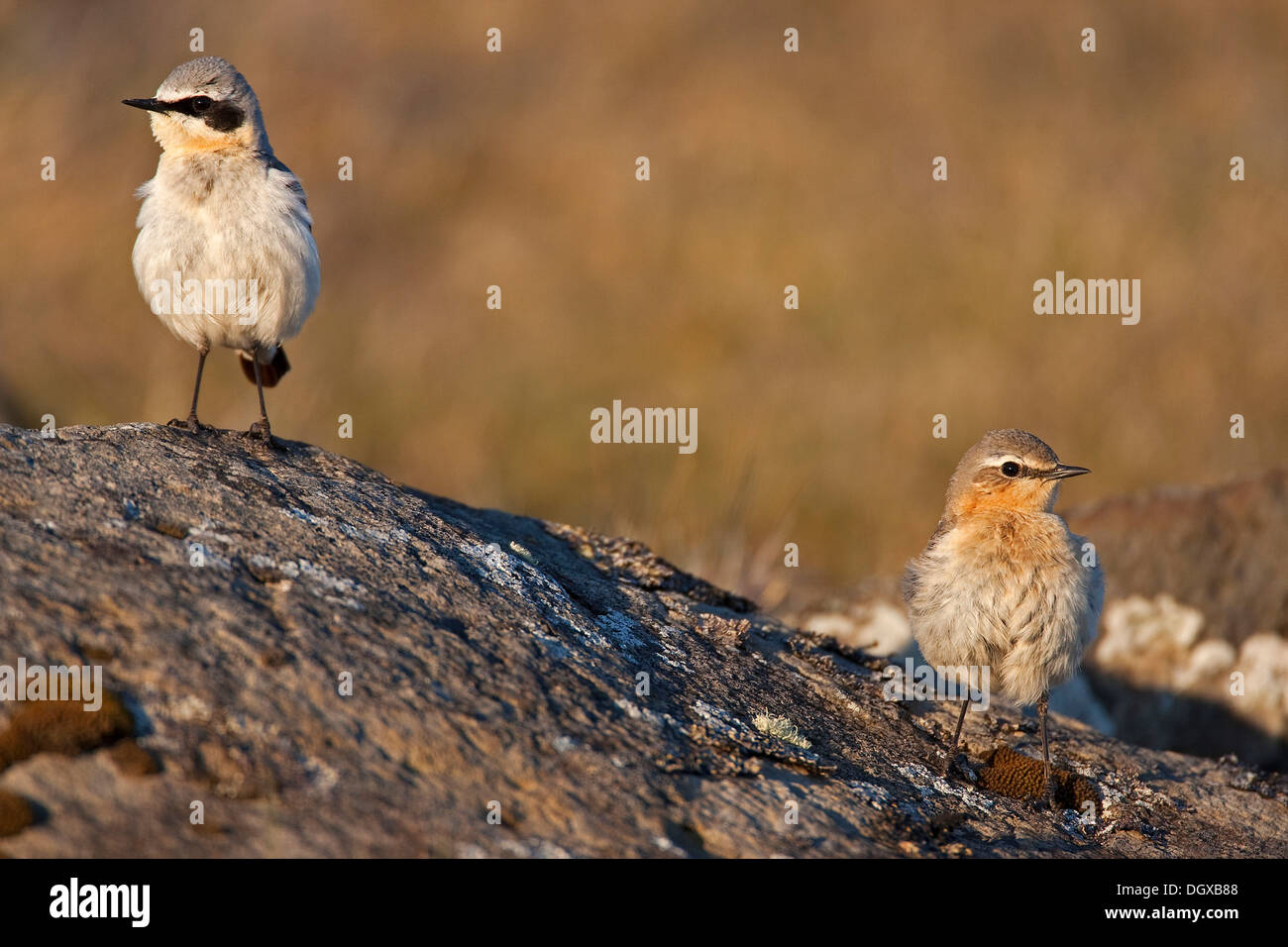 Northern wheatear pair hi-res stock photography and images - Alamy
