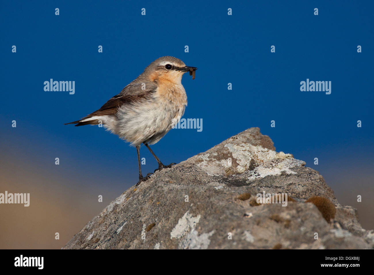Female wheatear animals and birds hi-res stock photography and images ...