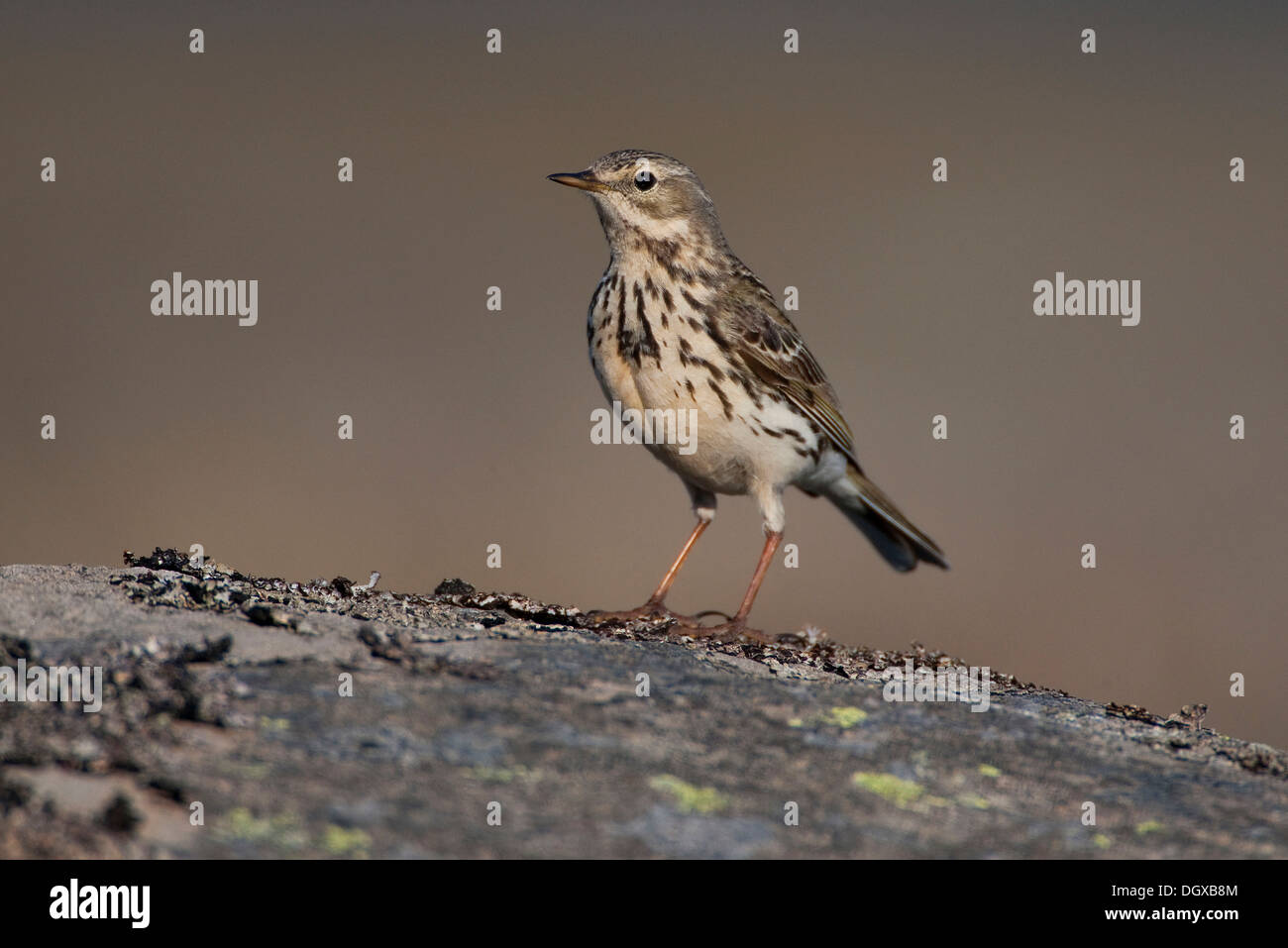 Titlark anthus pratensis hi-res stock photography and images - Alamy