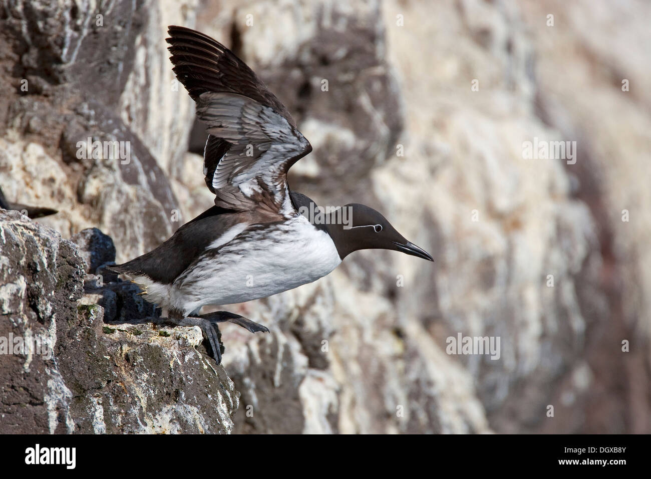 Common Murre or Common Guillemot (Uria aalge), taking off from the ...