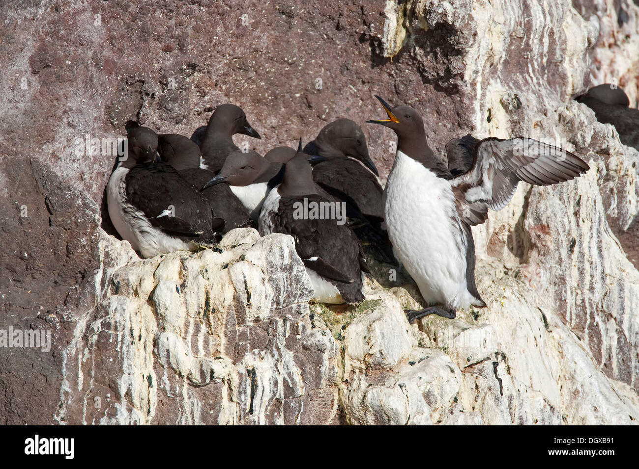 Common Murre or Common Guillemot (Uria aalge), breeding colony on the ...