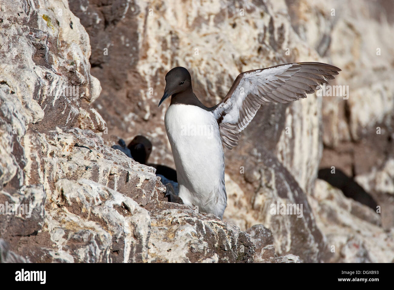 Common Murre or Common Guillemot (Uria aalge), breeding colony on the ...