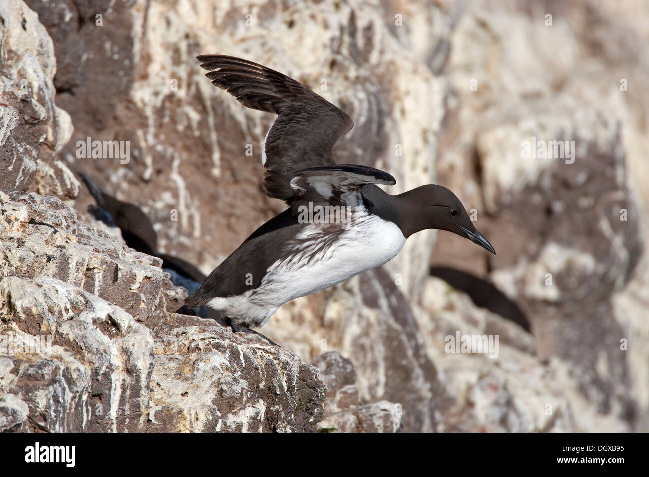Common Murre or Common Guillemot (Uria aalge), taking off from the ...
