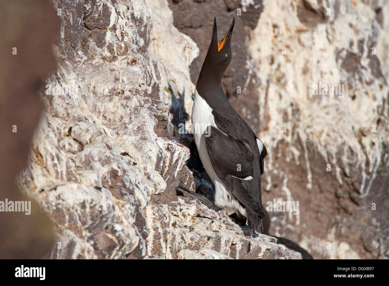 Common Murre or Common Guillemot (Uria aalge), breeding colony on the ...