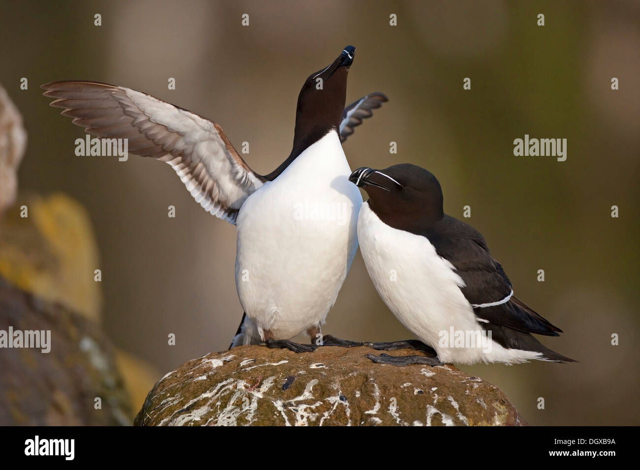 Razorbill (Alca Torda), pair, Latrabjarg, Westfjords, Iceland, Europe ...