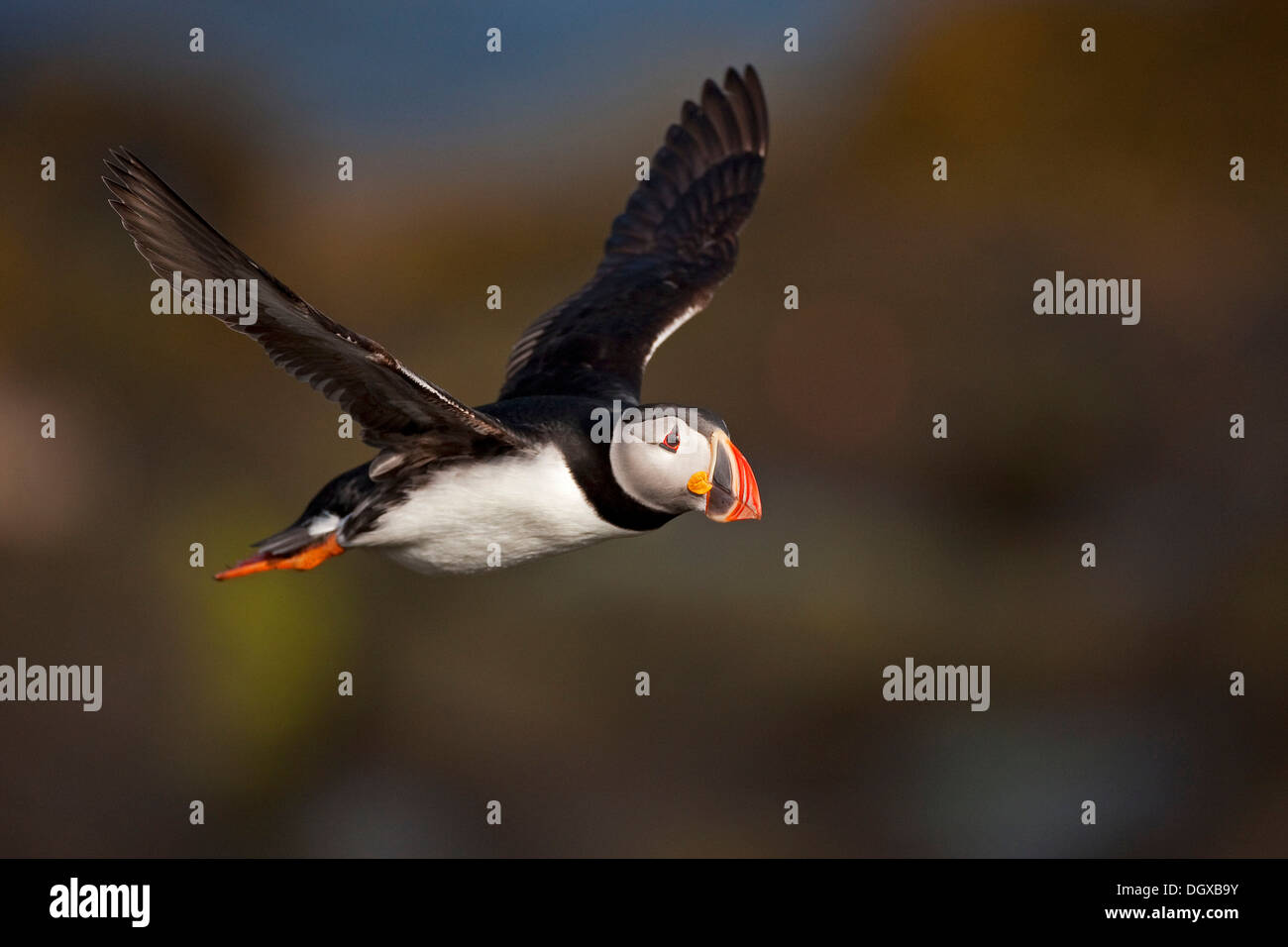 Full body puffin hi-res stock photography and images - Alamy