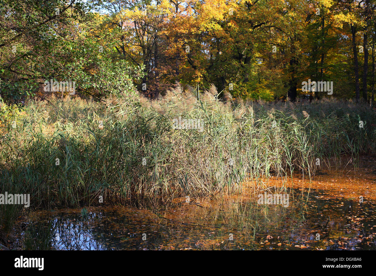 Water reeds hi-res stock photography and images - Alamy