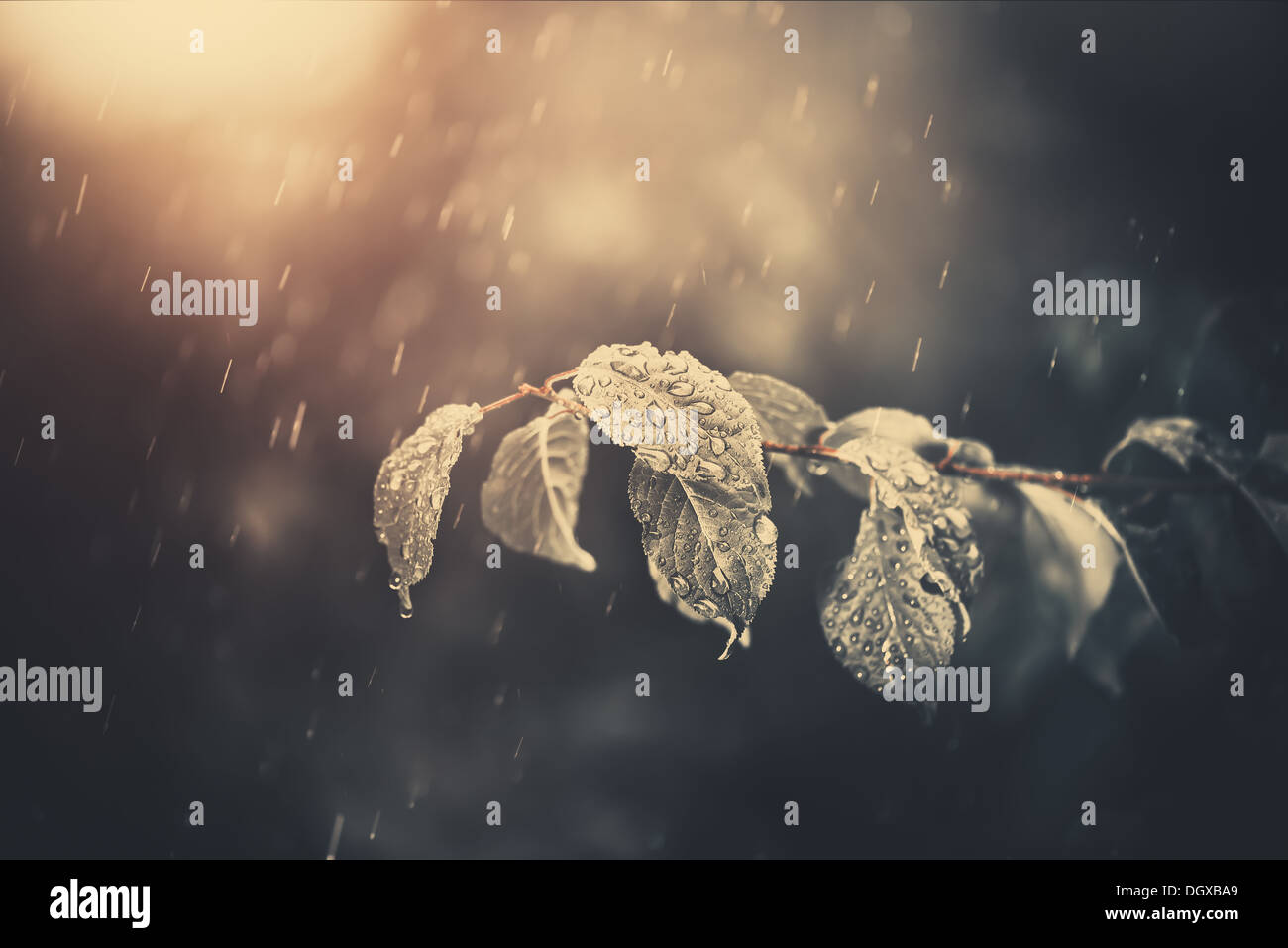 Under the leafs hi-res stock photography and images - Alamy