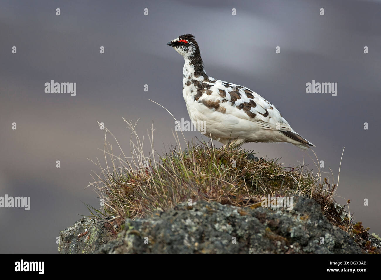 Rock ptarmigan (Lagopus mutus), Myvatn, Iceland, Europe Stock Photo - Alamy