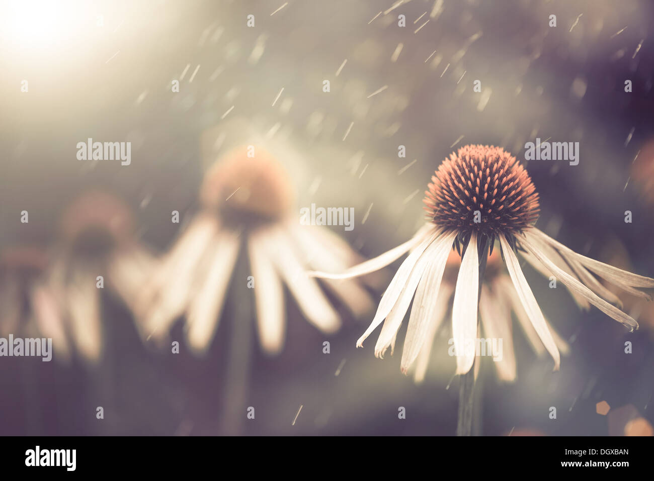 summer flower under rain Stock Photo - Alamy