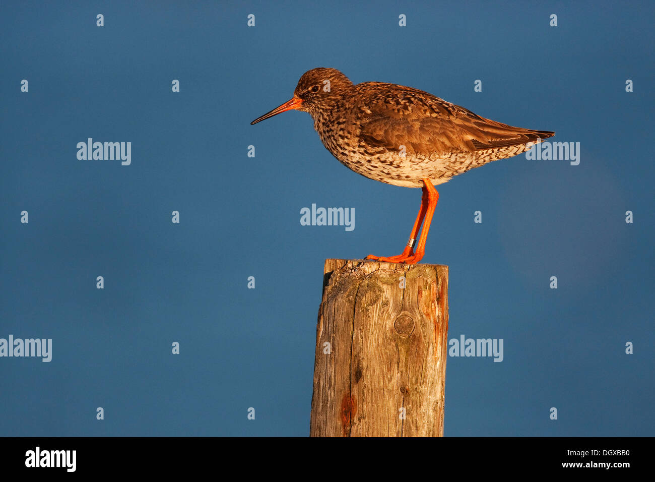 Iceland redshanks hi-res stock photography and images - Alamy