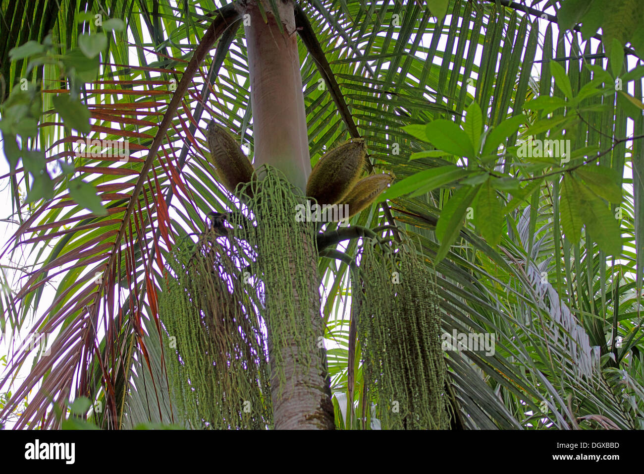 Noble palm inflorescence in The Seychelles Stock Photo - Alamy