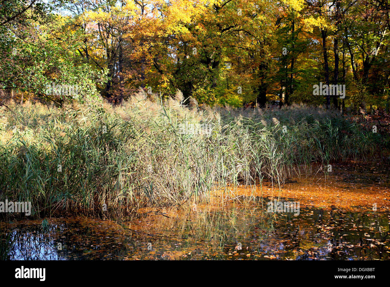 Water reeds hi-res stock photography and images - Alamy