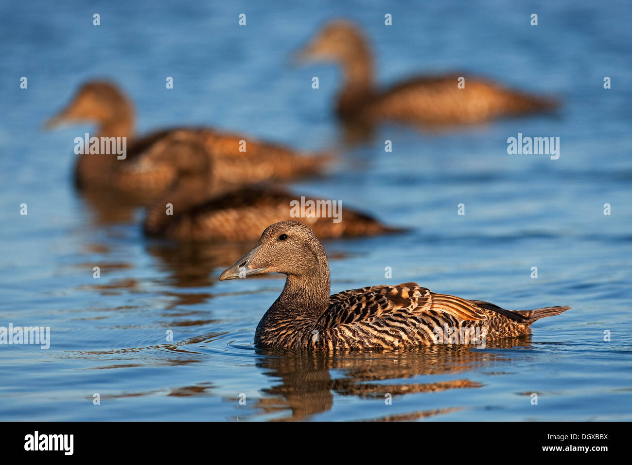 Common Eider ducks (Somateria mollissima), females, Snæfell Peninsula ...