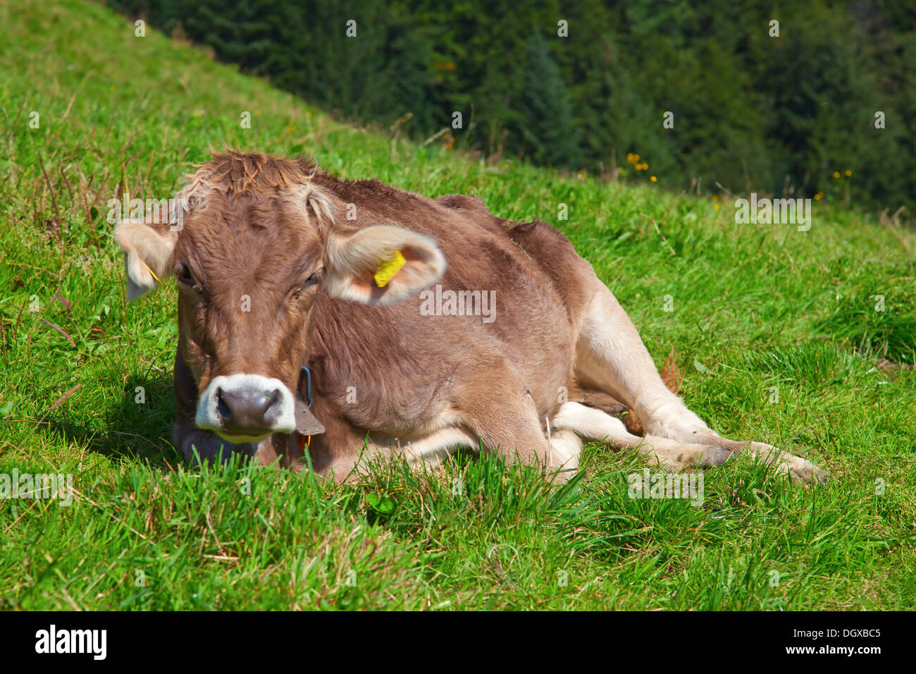 Calf on the green grass in swiss alps Stock Photo - Alamy