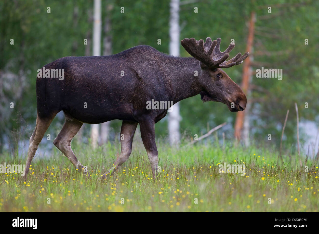 Eurasian Elk (Alces alces), Sweden, Europe Stock Photo - Alamy