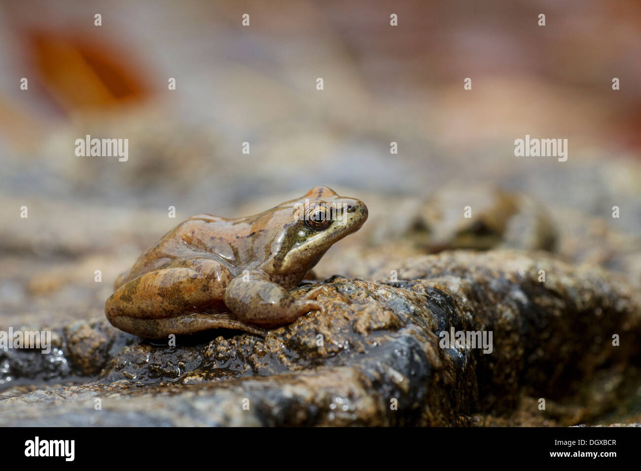 Female frogs hi-res stock photography and images - Alamy
