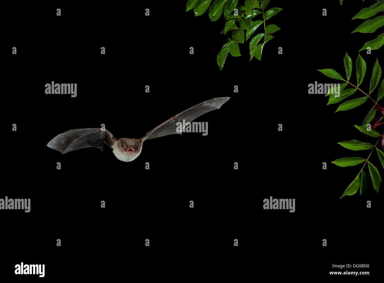 Long-fingered Bat (Myotis capaccinii) in flight, Bulgaria, Europe Stock ...