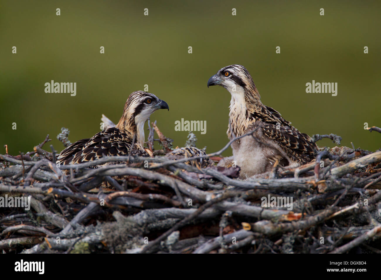 Osprey (Pandion haliaetus), young birds in a nest, Finland, Europe ...
