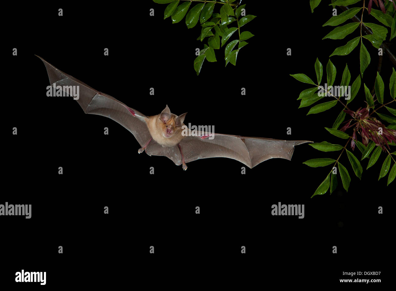 Greater Horseshoe Bat (Rhinolophus ferrumequinum) in flight, Bulgaria ...