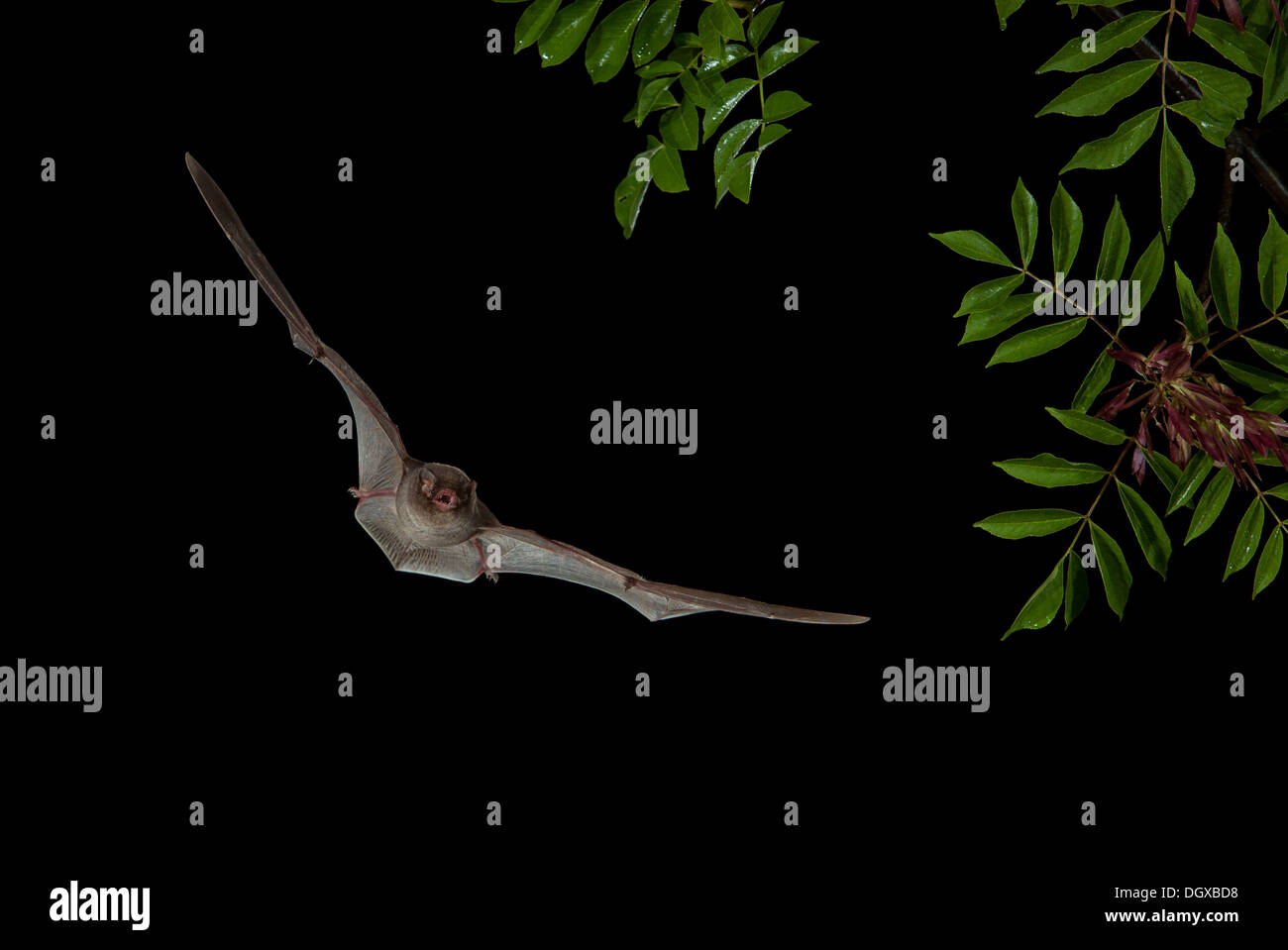 Schreibers bent winged bat miniopterus scheibersii hi-res stock ...