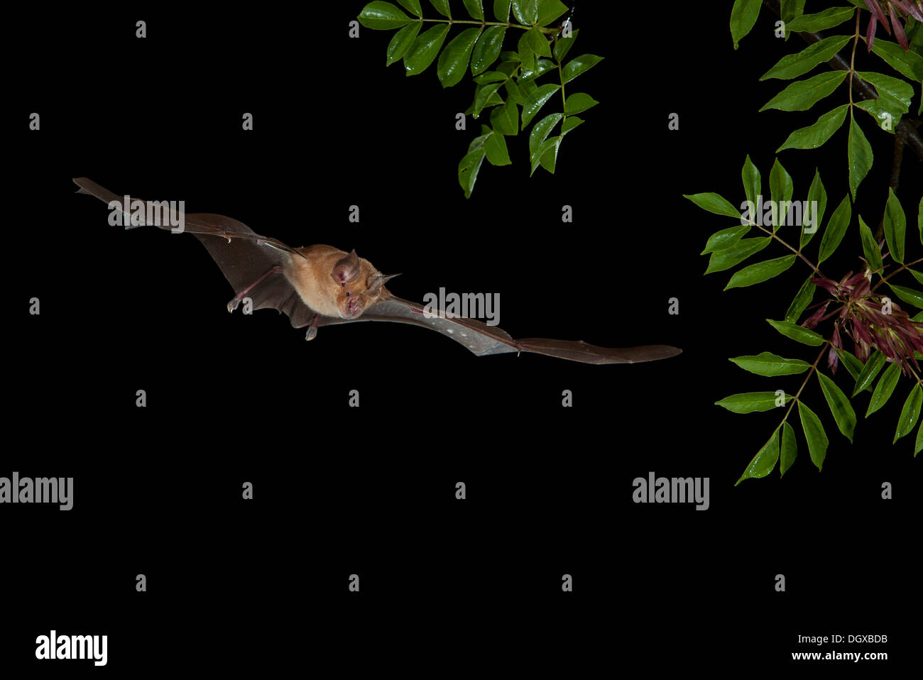 Greater Horseshoe Bat (Rhinolophus ferrumequinum) in flight, Bulgaria ...