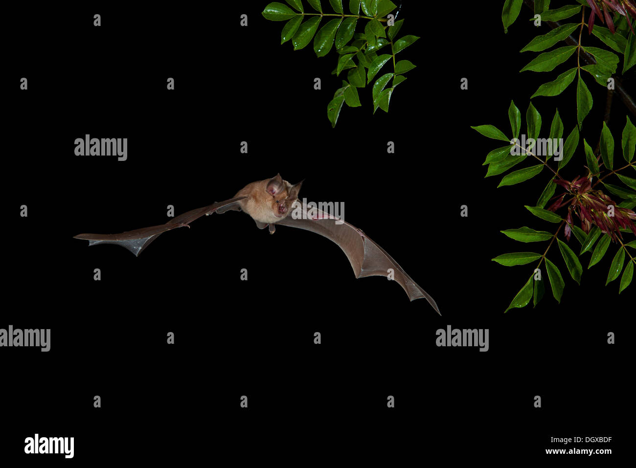 Greater Horseshoe Bat (Rhinolophus ferrumequinum) in flight, Bulgaria ...