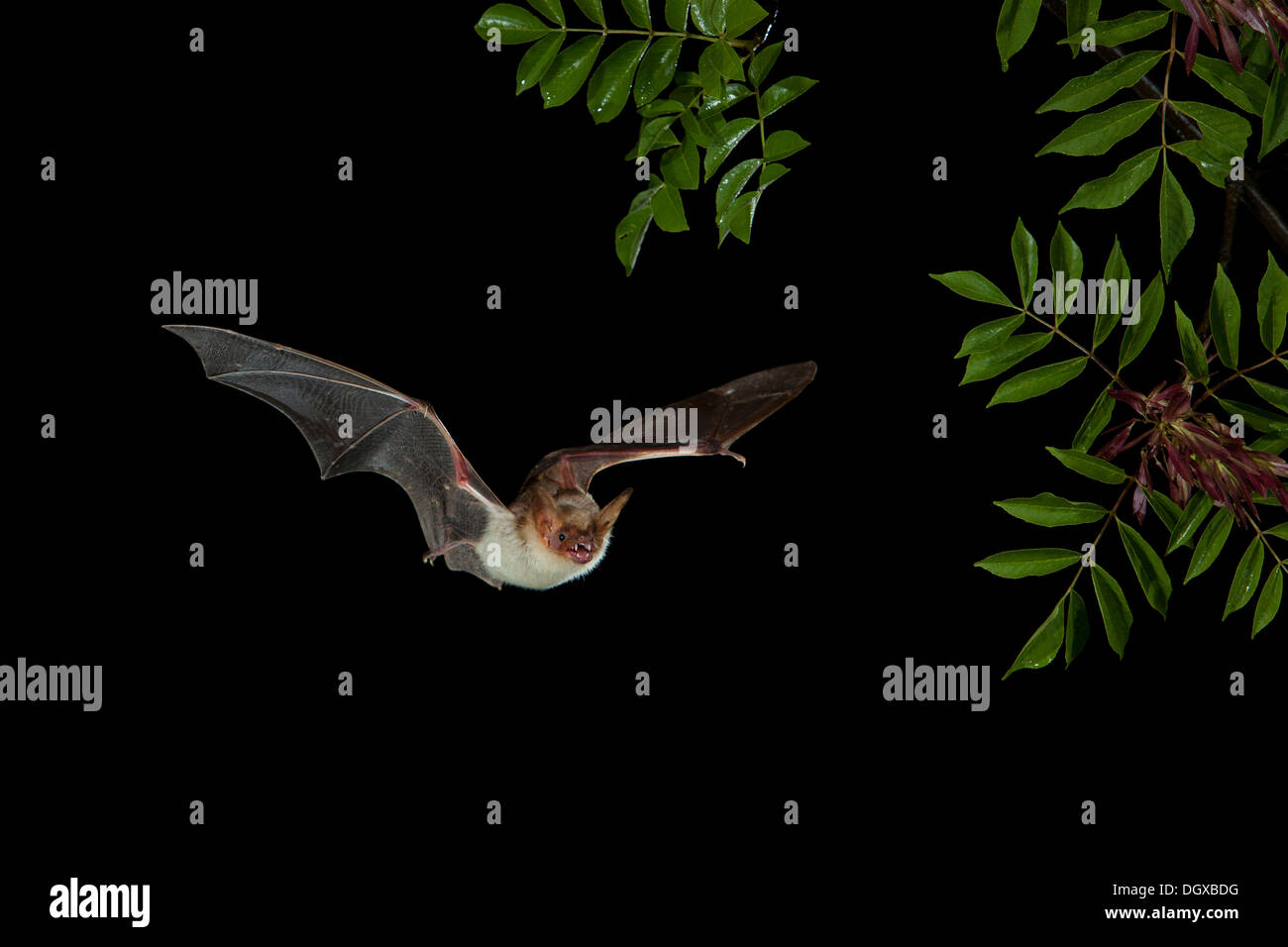 Greater Mouse-eared Bat (Myotis myotis) in flight, Bulgaria, Europe ...